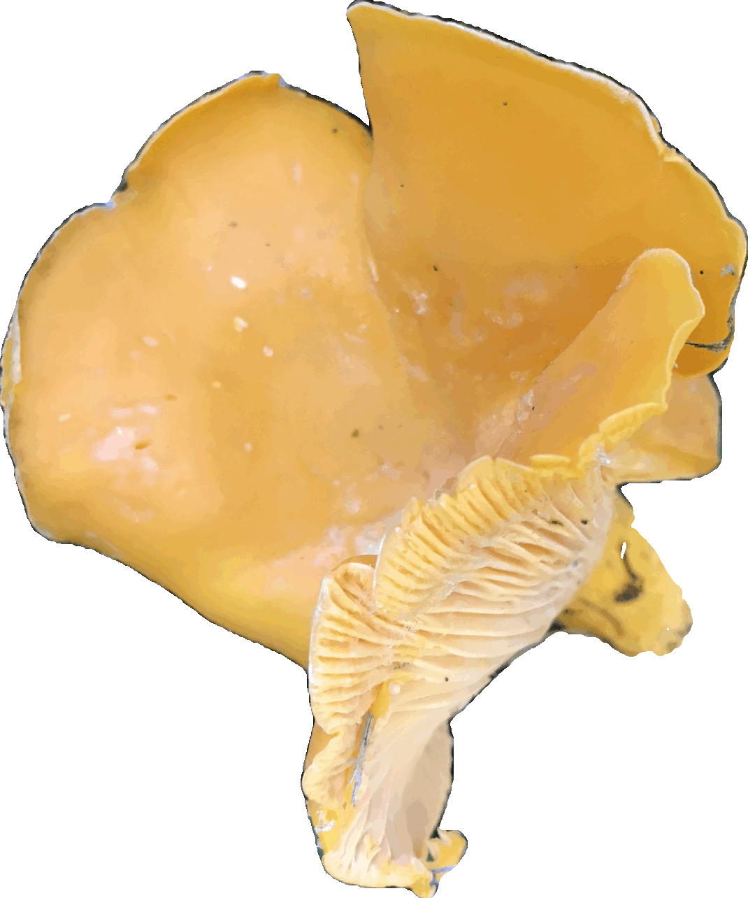 Chanterelle, Cantharellus cibarius